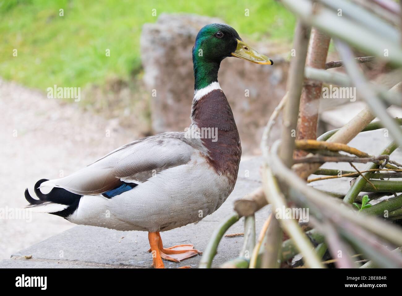 Moss common duck hi-res stock photography and images - Alamy