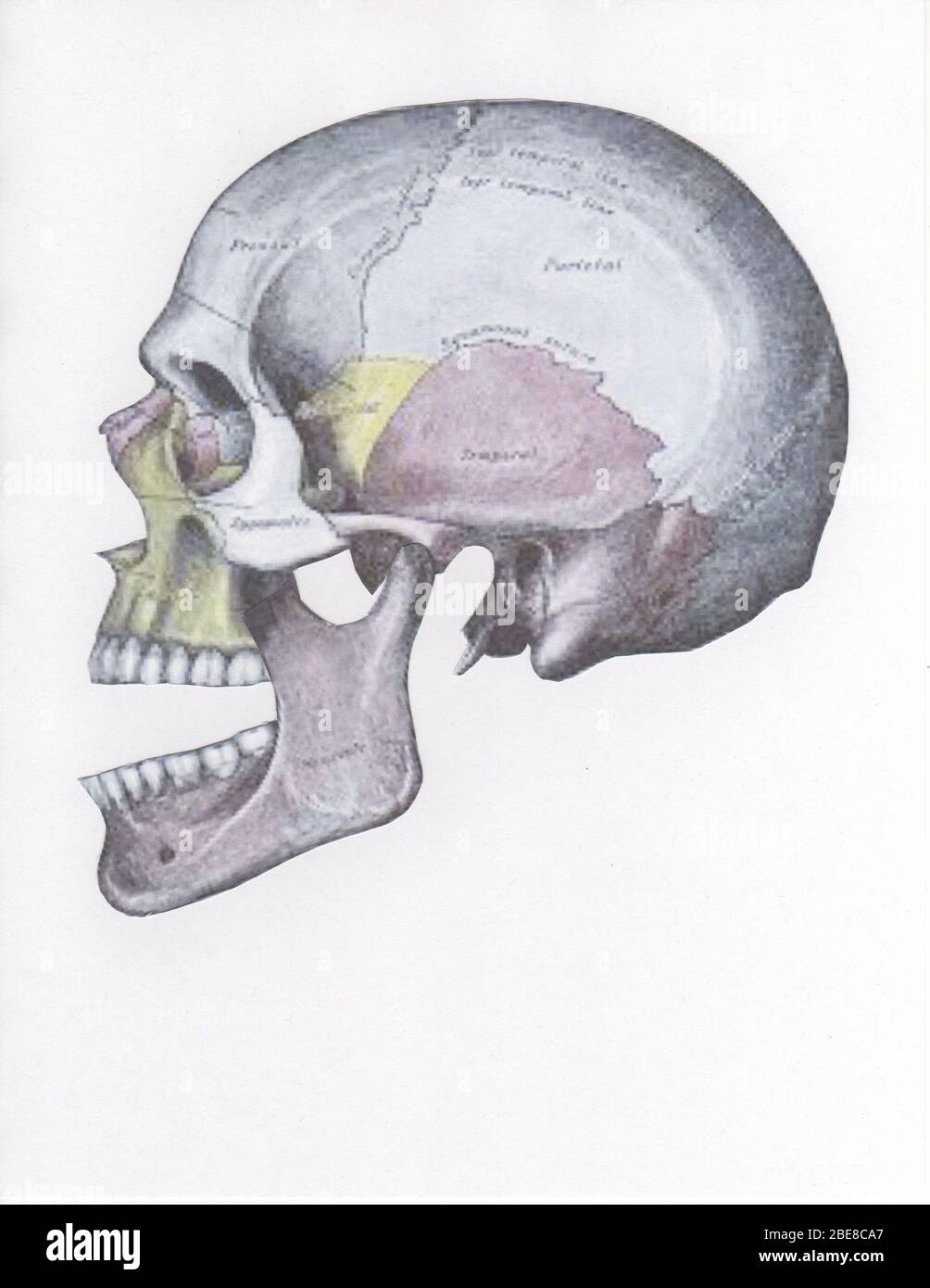 Anterior dislocation hi-res stock photography and images - Alamy