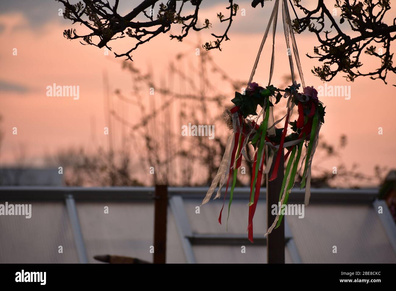 Decoration hanging from a tree with sunset background in Berlin Stock ...