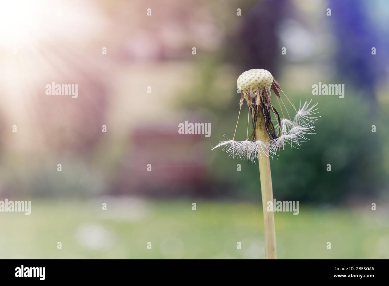 seedless dandelion stem on blurred background in pastel colors Stock ...