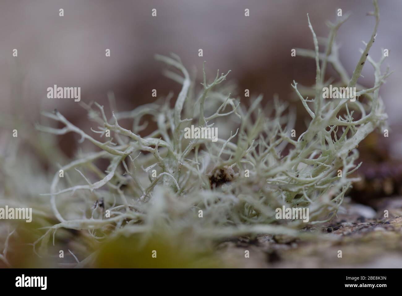 Usnea are commonly called old man's beard, or beard lichen. macro photo ...