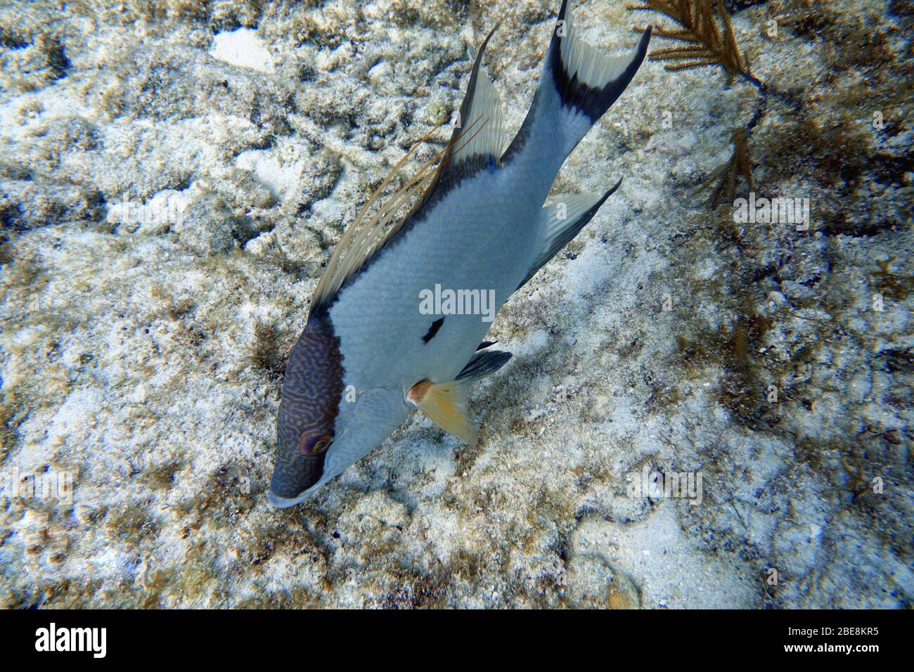 An underwater photo of a Hogfish or Lachnolaimus maximus, is a species ...