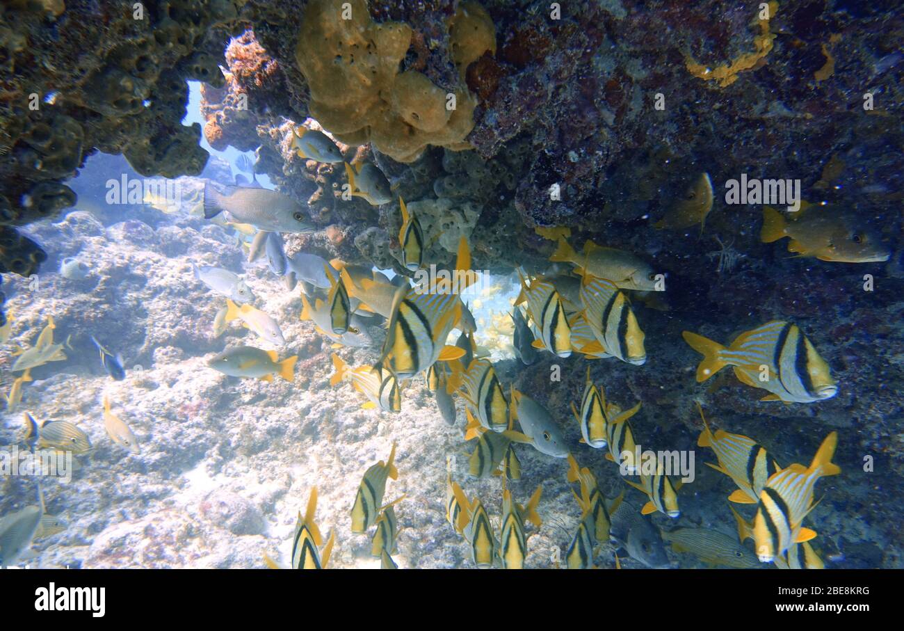 An underwater photo of a Porkfish or Anisotremus virginicus, which is a ...