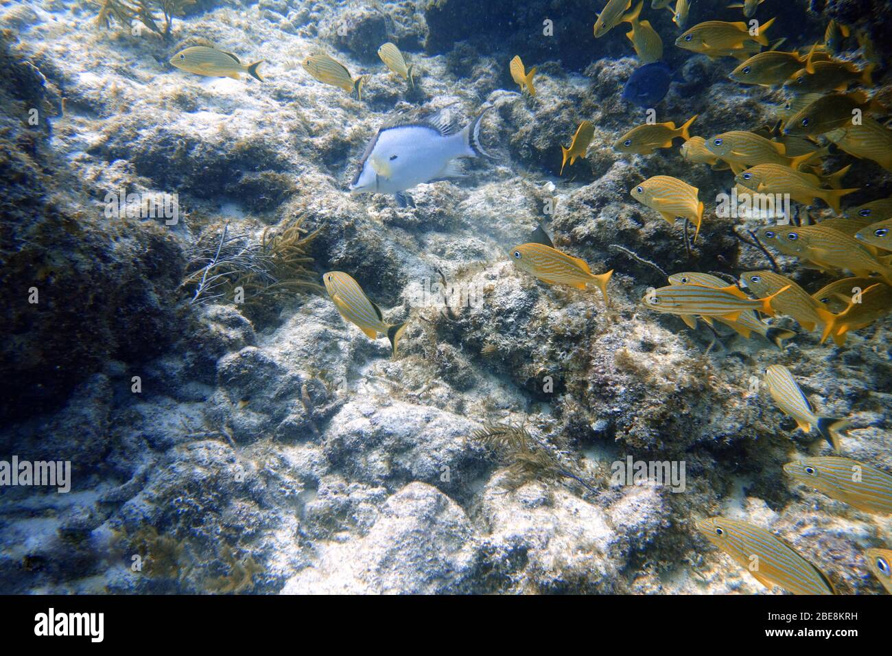 Underwater marine life atlantic canada hi-res stock photography and ...