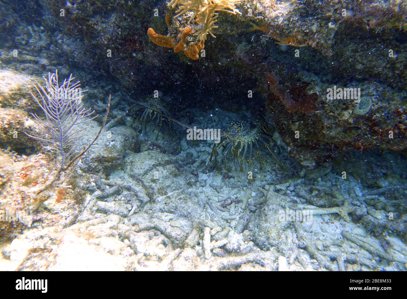 Underwater burrows hi-res stock photography and images - Alamy