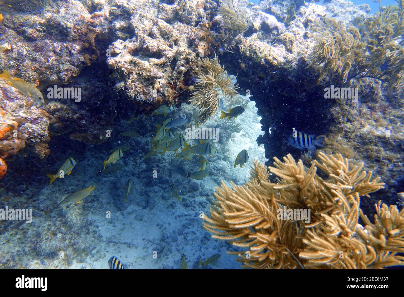 Atlantic porkfish hi-res stock photography and images - Alamy