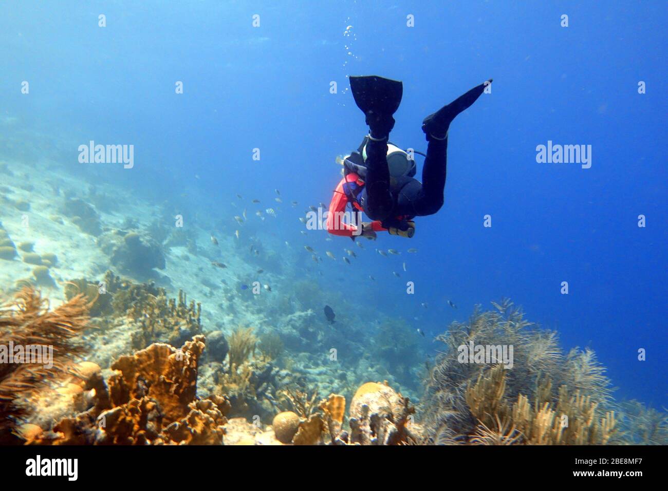 A Scuba diver enjoying a relaxing dive in the ocean. Background and ...