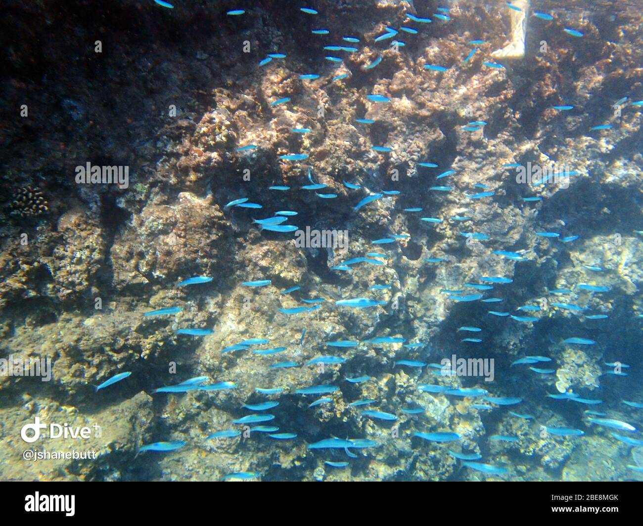 Schooling fish bonaire fish fish hi-res stock photography and images ...