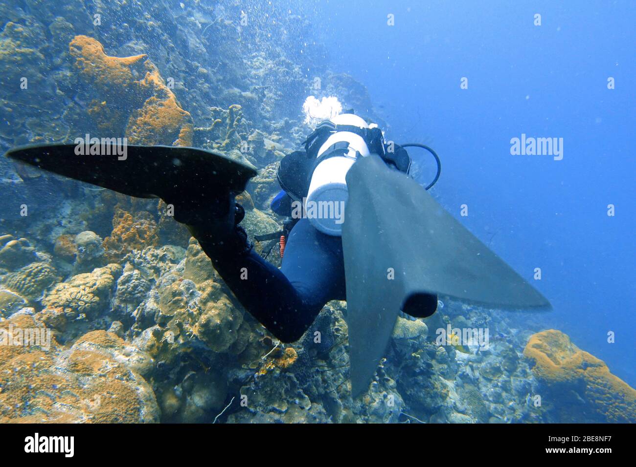 A Scuba diver enjoying a relaxing dive in the ocean. Background and ...