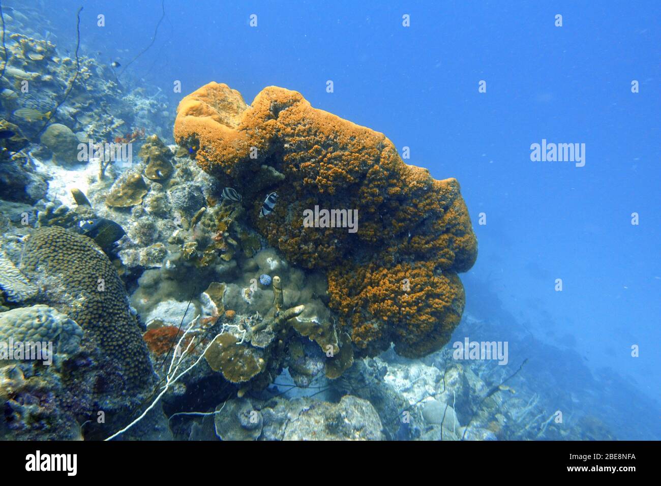 Bermuda underwater photography hi-res stock photography and images - Alamy