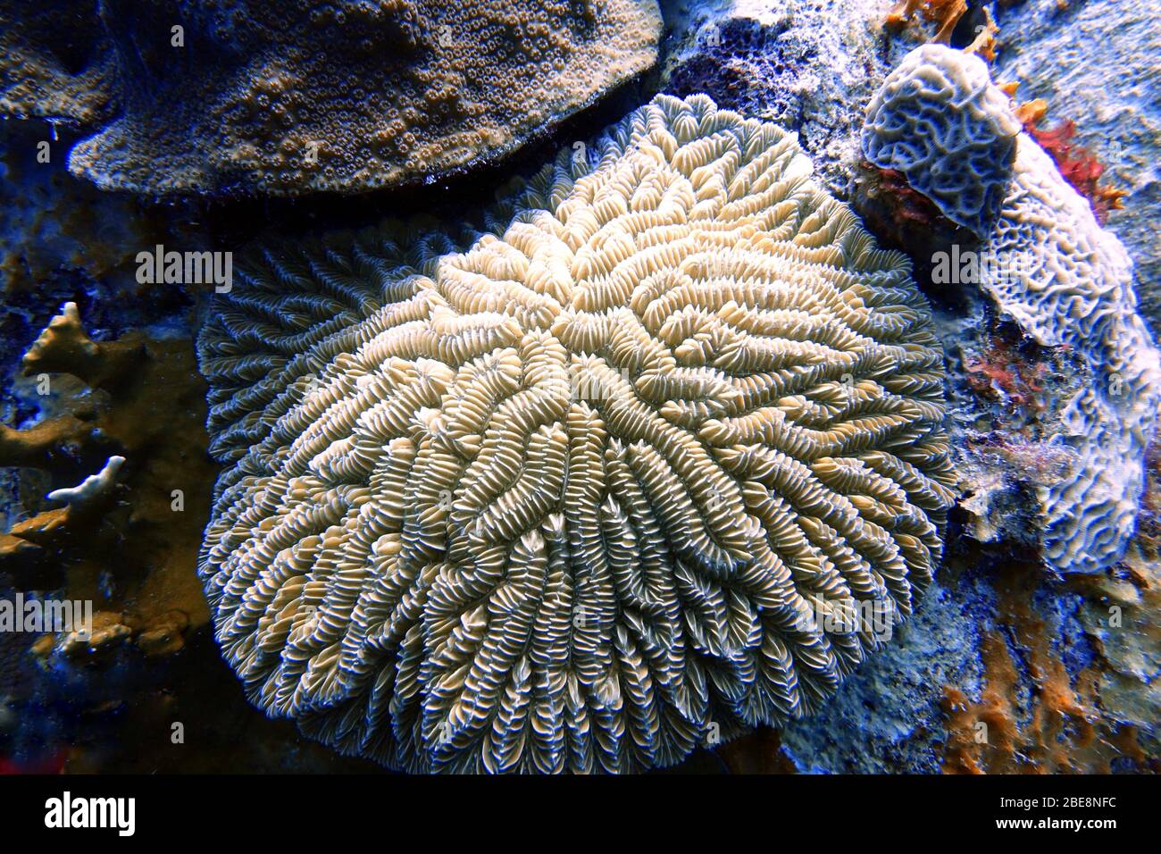 An underwater photo of coral. Corals are marine invertebrates within ...