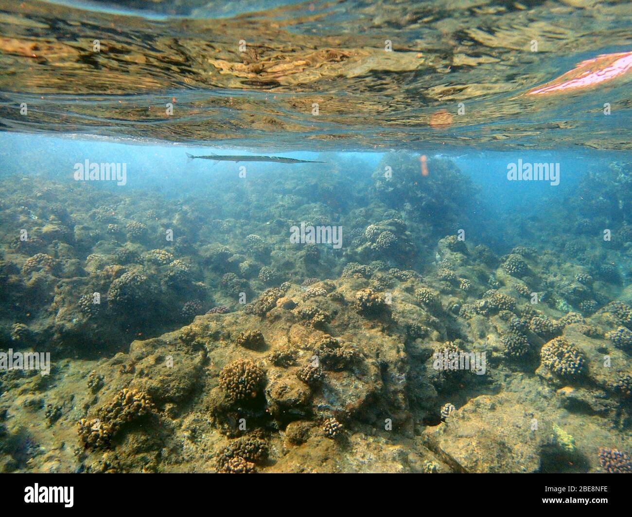 Aquatic habitats hi-res stock photography and images - Alamy
