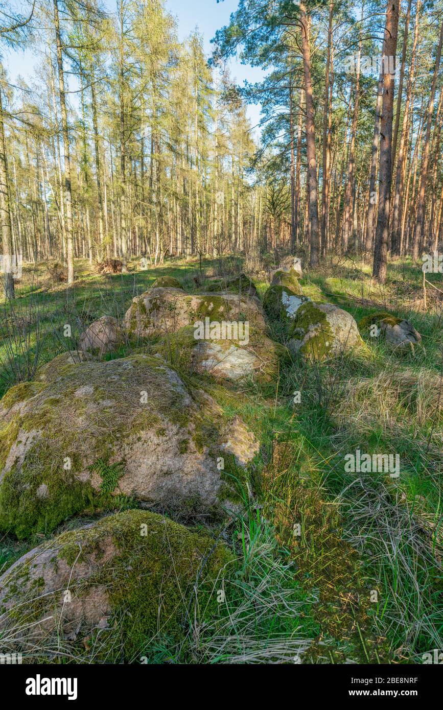 Prehistoric megalith stones along the famous "Graeberweg" near ...
