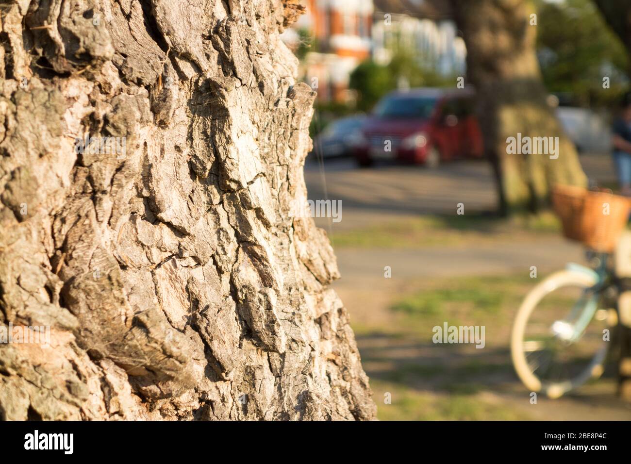 Knobbly tree bark of the American Sycamore Tree Stock Photo - Alamy