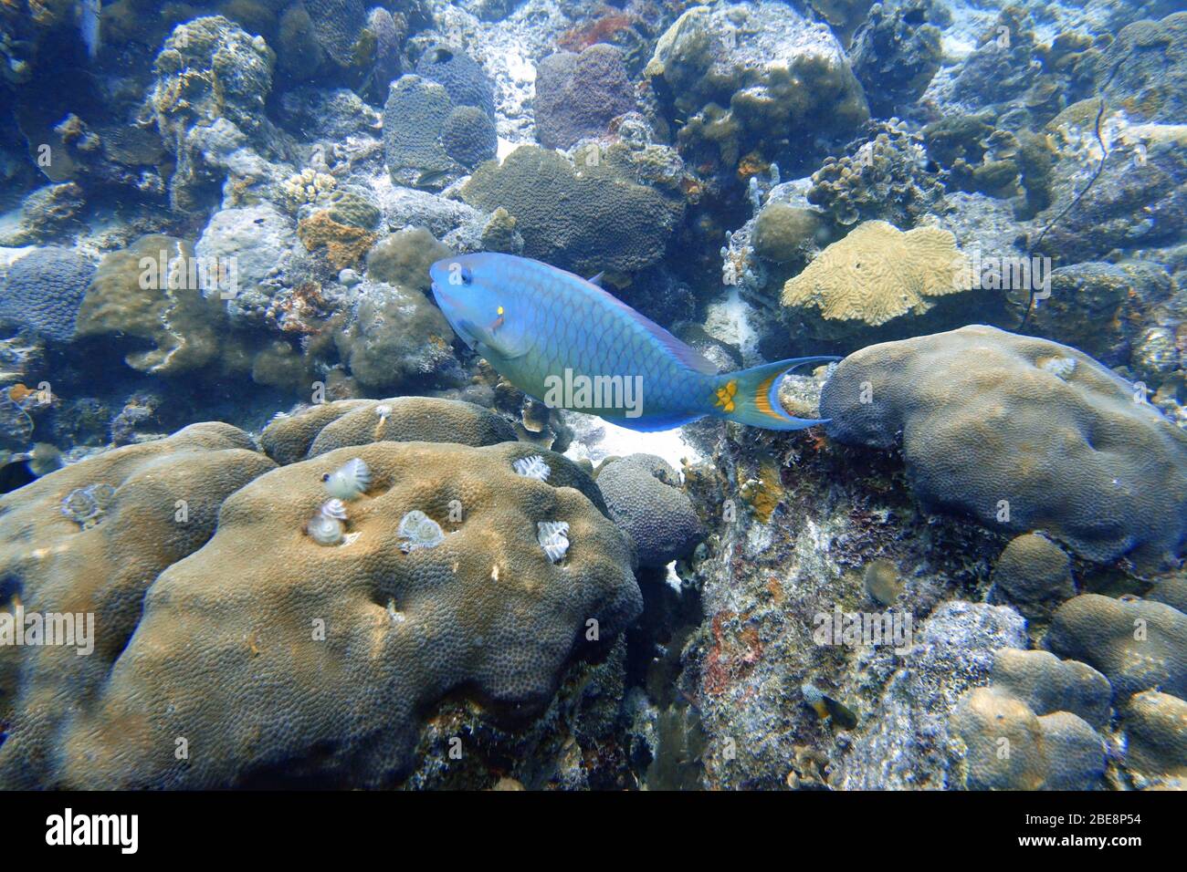 An underwater photo of a Parrotfish swimming around the rock and coral ...