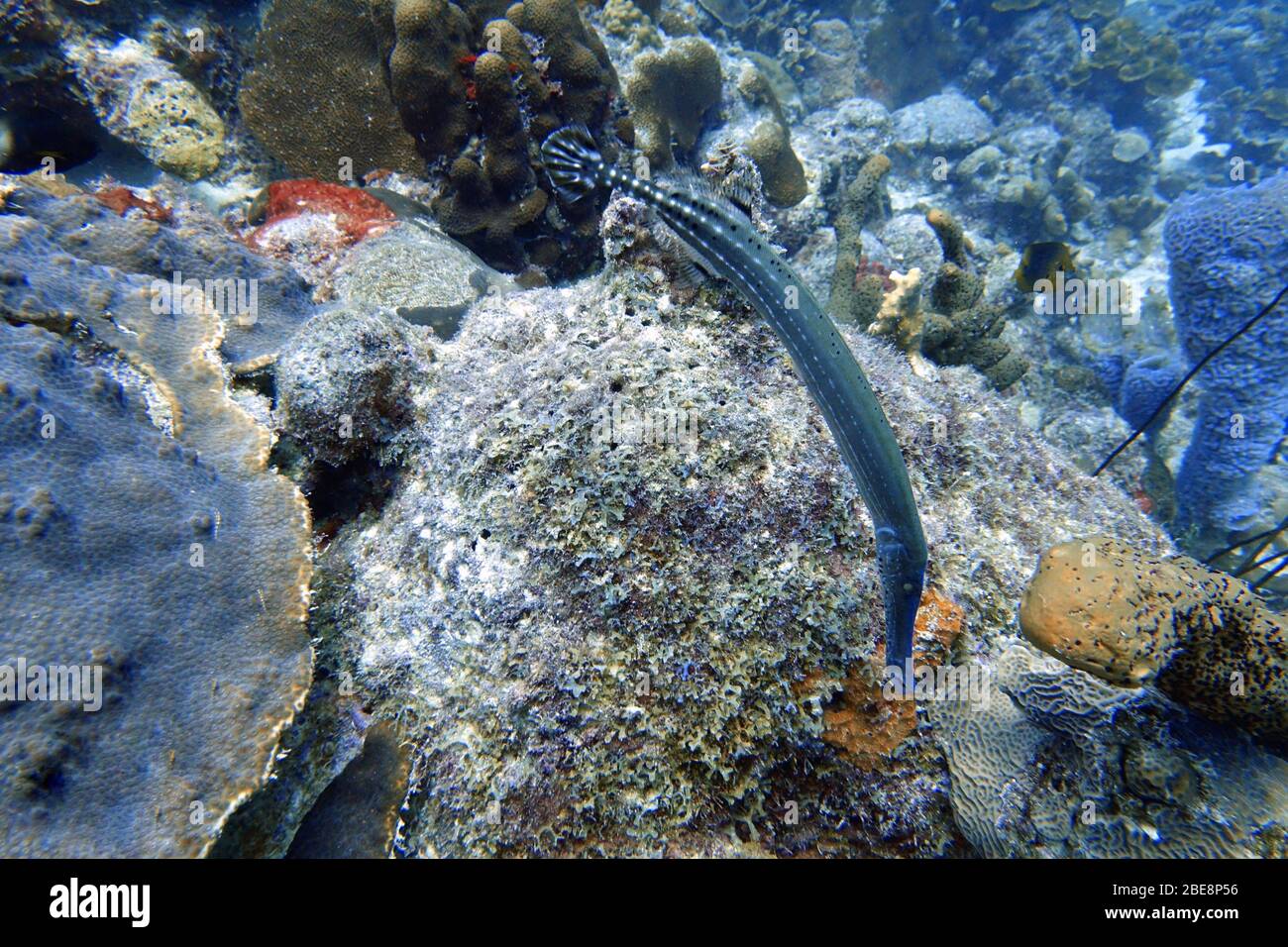 An underwater photo of a Trumpetfish, Aulostomus maculatus, which is ...