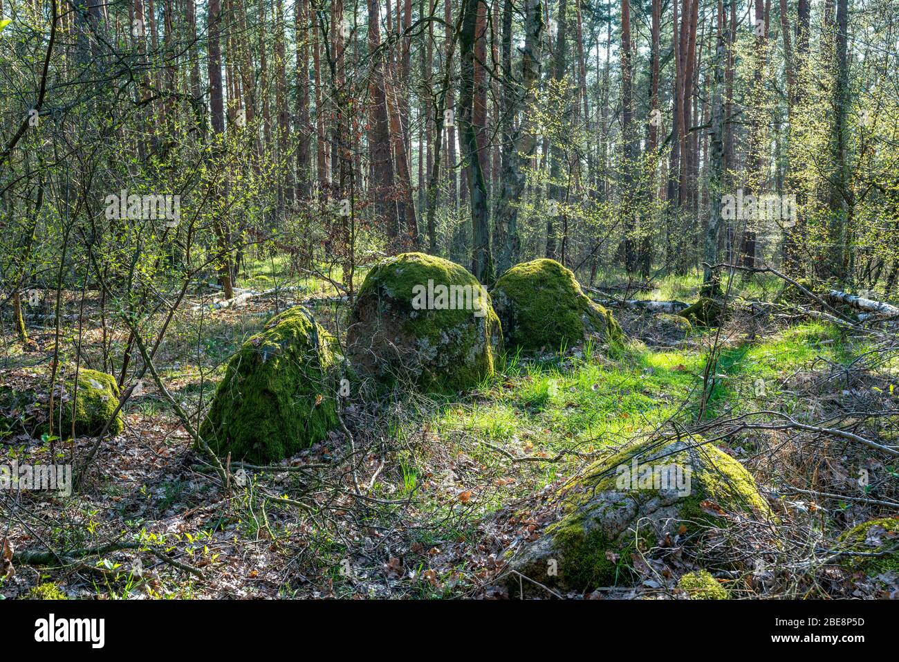 Prehistoric megalith stones along the famous "Graeberweg" near ...