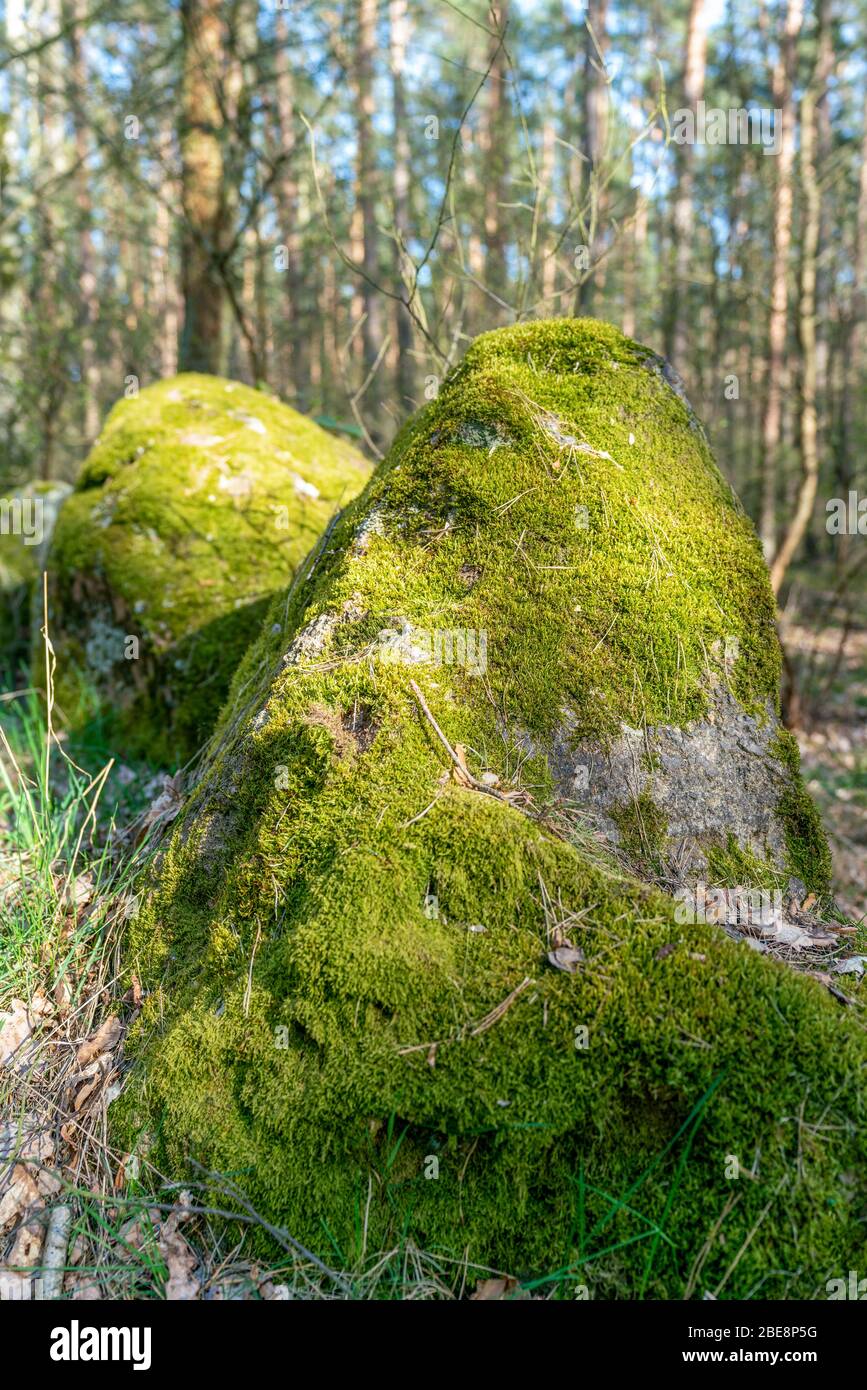 Prehistoric megalith stones along the famous "Graeberweg" near ...