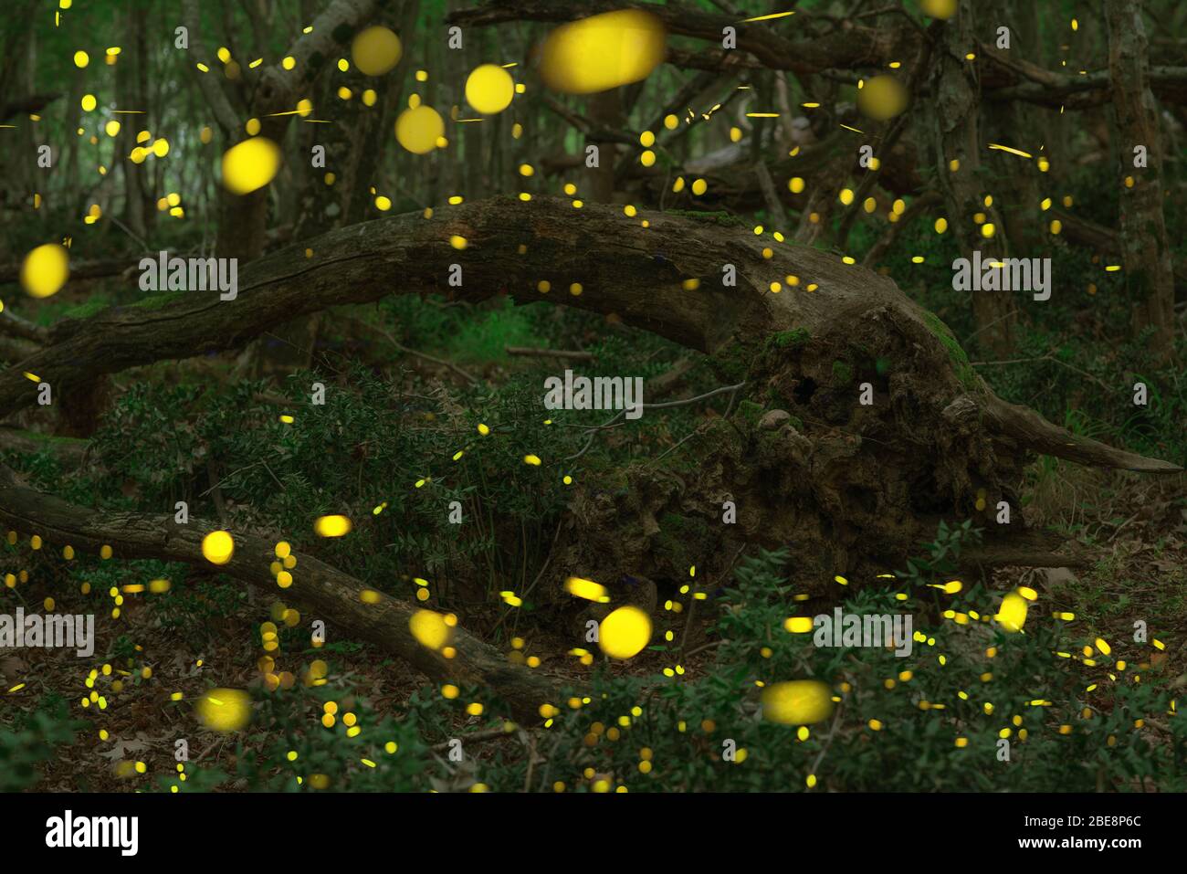 Fireflies at night hi-res stock photography and images - Alamy