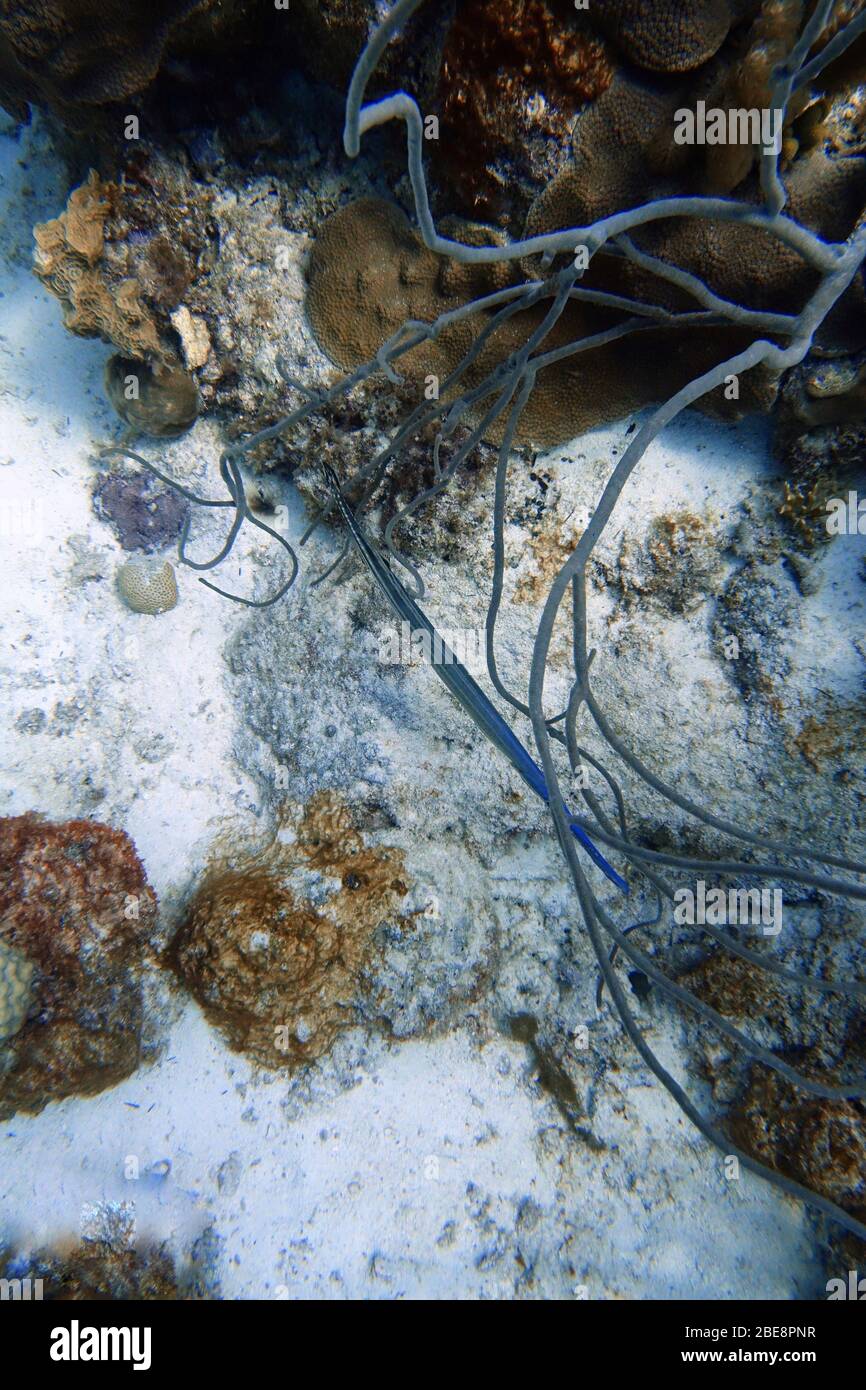 An underwater photo of a Trumpetfish, Aulostomus maculatus, which is ...