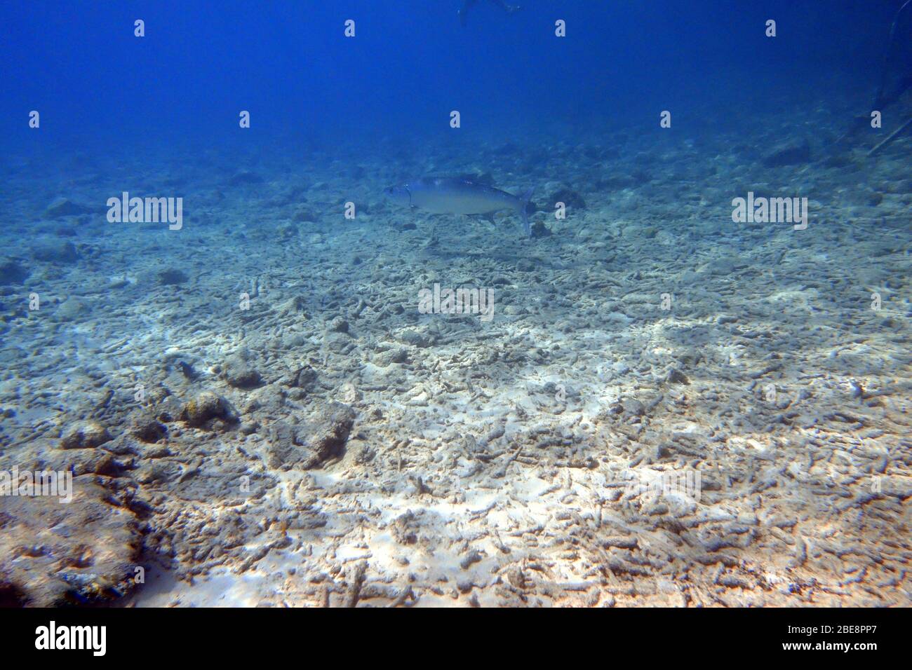 Air breathing fish hi-res stock photography and images - Alamy