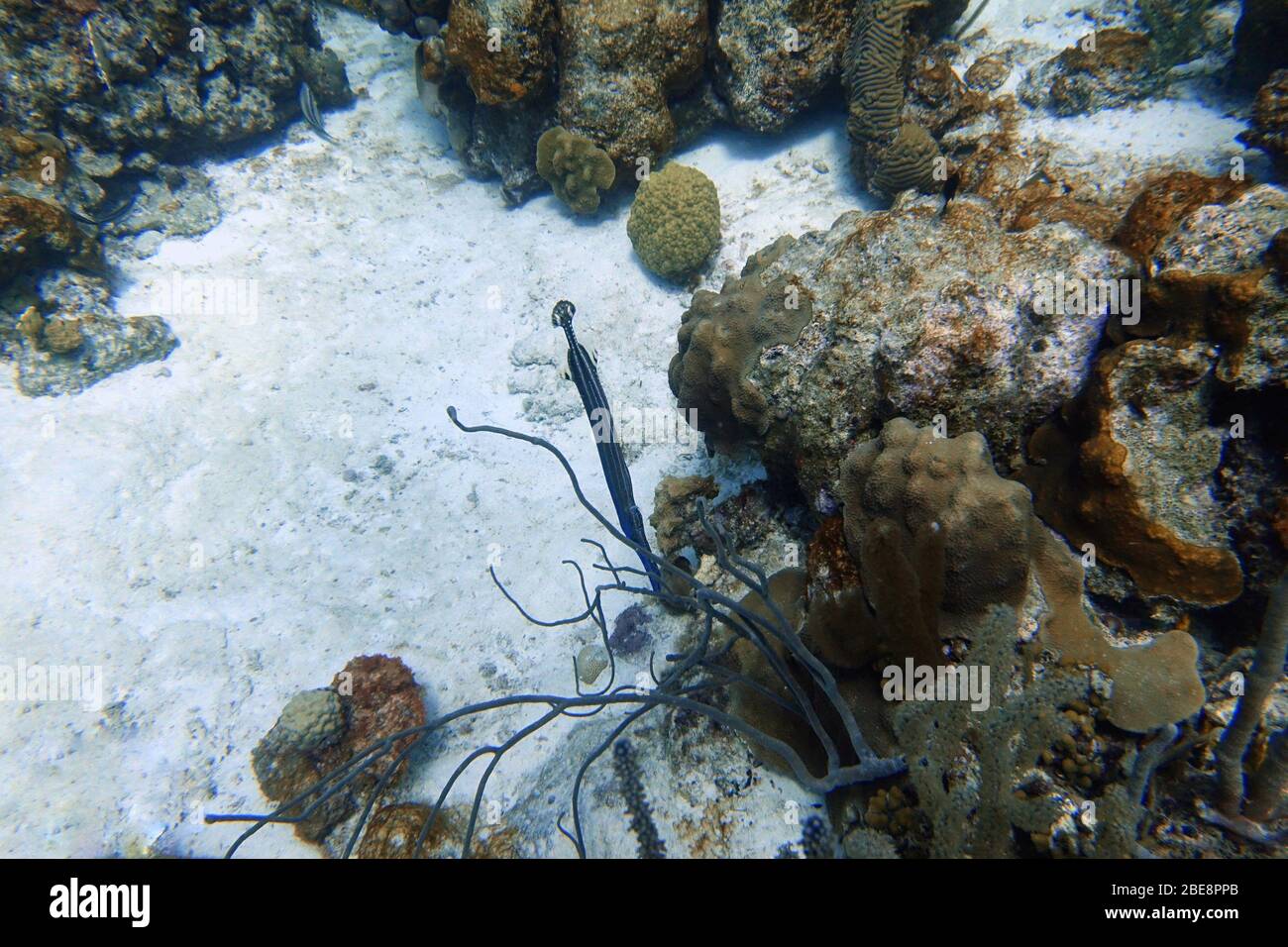 An underwater photo of a Trumpetfish, Aulostomus maculatus, which is ...