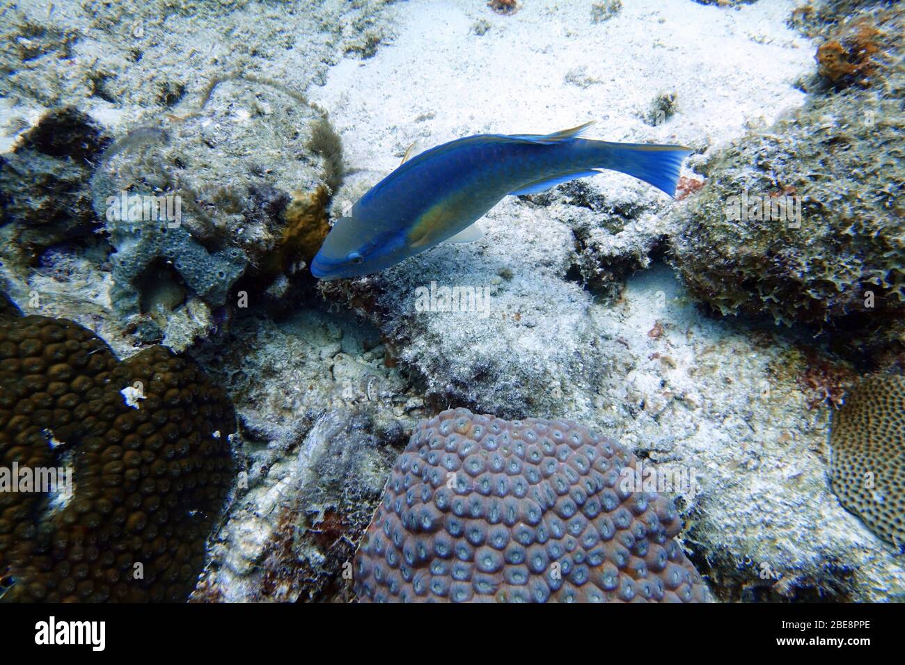 An underwater photo of a Parrotfish swimming around the rock and coral ...