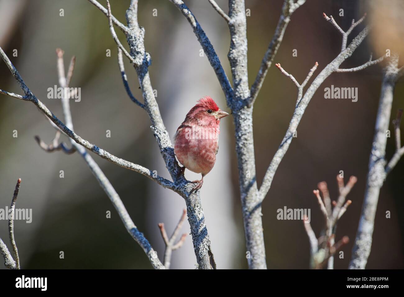 Purple Finch (Carpodacus purpureus) perched in a tree, Cherry Hill ...