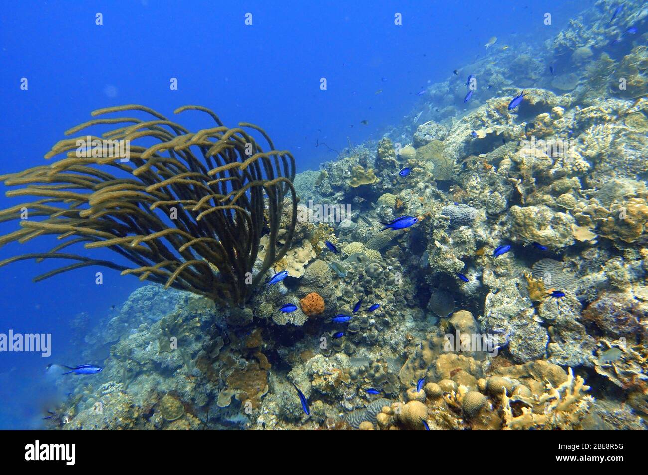 An underwater of Creole Wrasse, Clepticus parrae, is a colorful wrasse ...