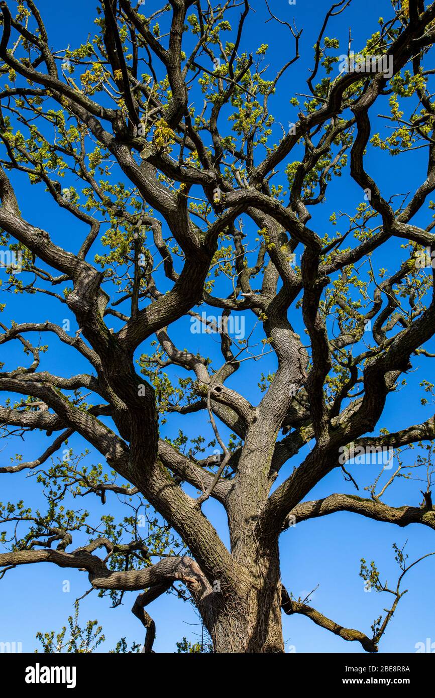 Oak tree detail in spring Stock Photo - Alamy