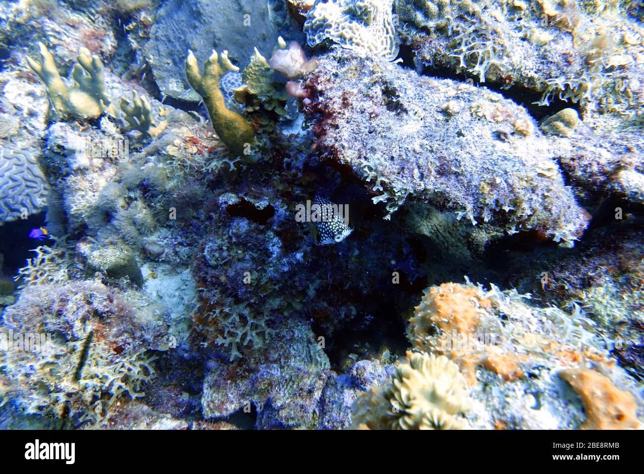 An underwater photo of a Lactophrys triqueter also known as the smooth ...