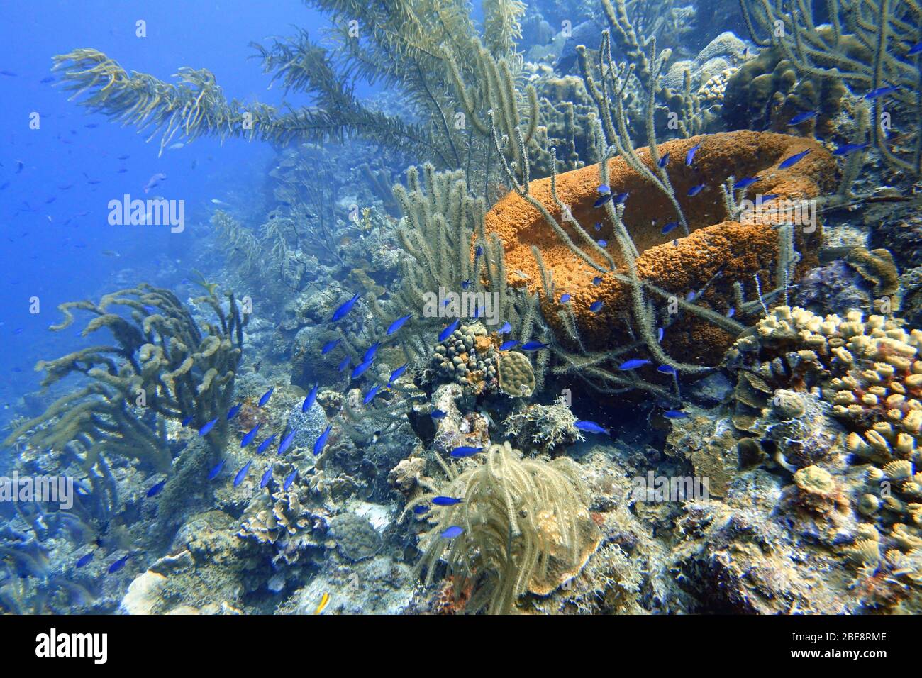 An underwater of Creole Wrasse, Clepticus parrae, is a colorful wrasse ...