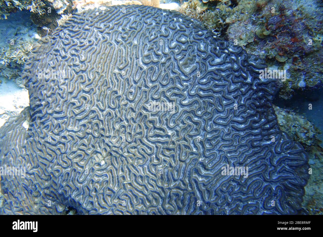 An underwater photo of coral. Corals are marine invertebrates within ...