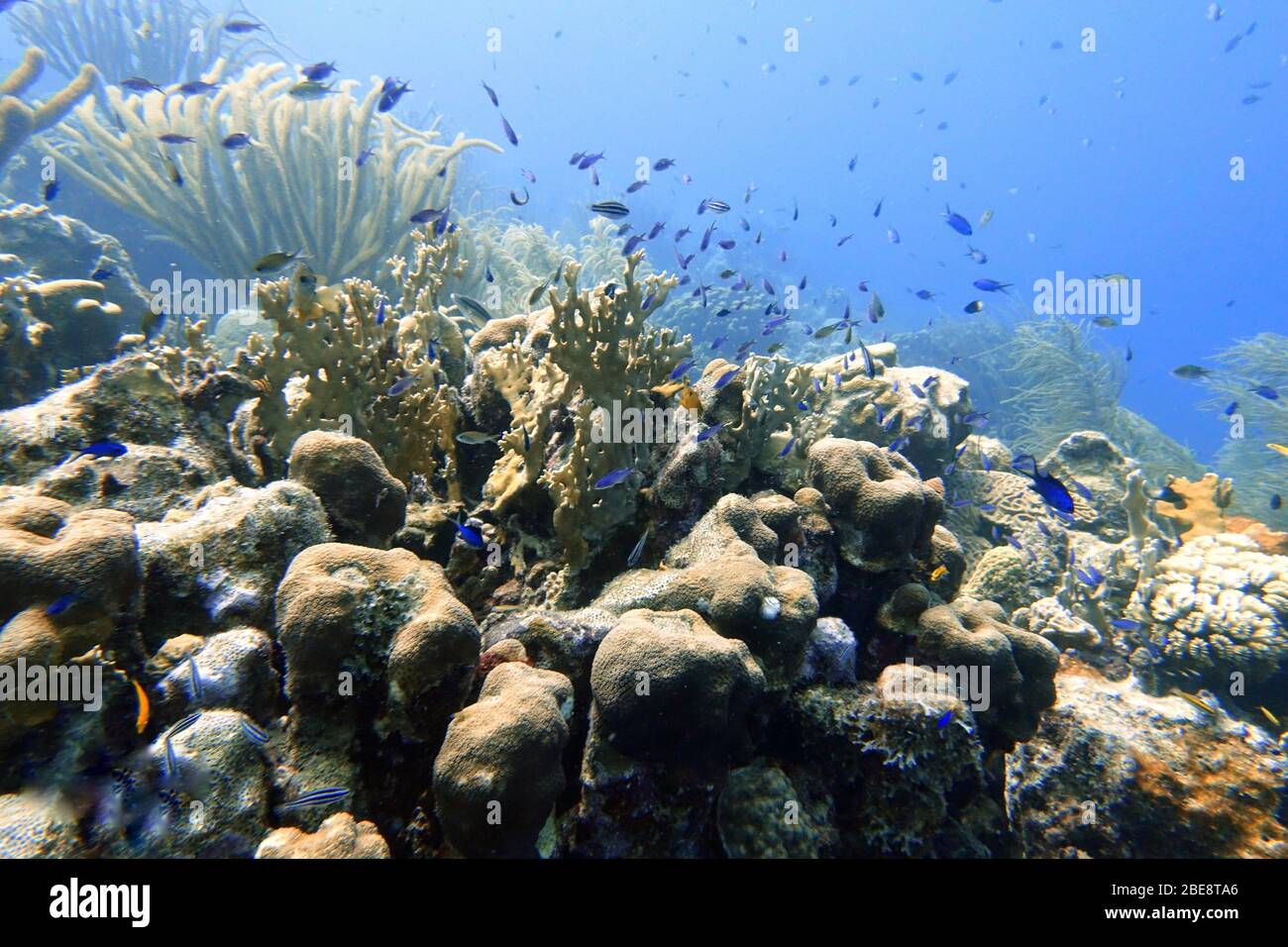 An underwater of Creole Wrasse, Clepticus parrae, is a colorful wrasse ...
