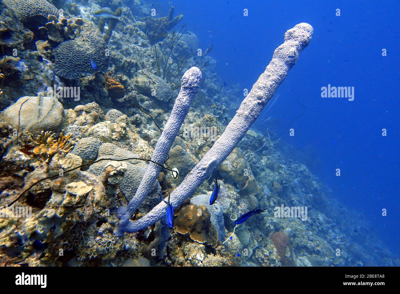 An underwater photo of a Tublular Sponges or Callyspongia vaginalis ...