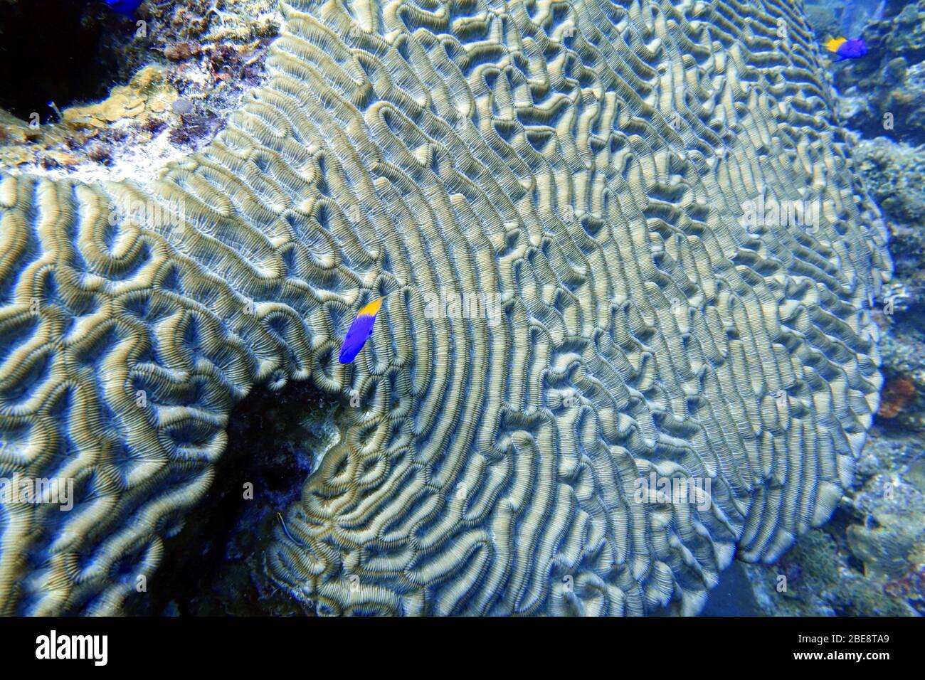 An underwater photo of coral. Corals are marine invertebrates within ...