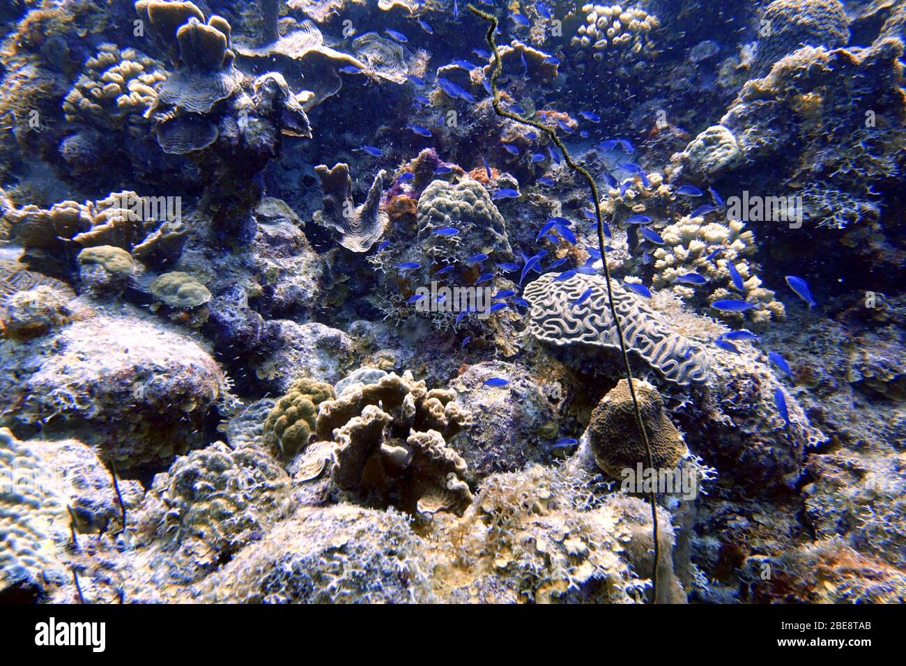 An underwater of Creole Wrasse, Clepticus parrae, is a colorful wrasse ...
