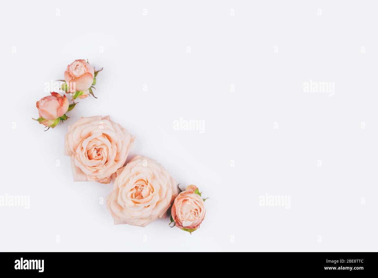 Spring background. Rose flowers on a white background Stock Photo - Alamy
