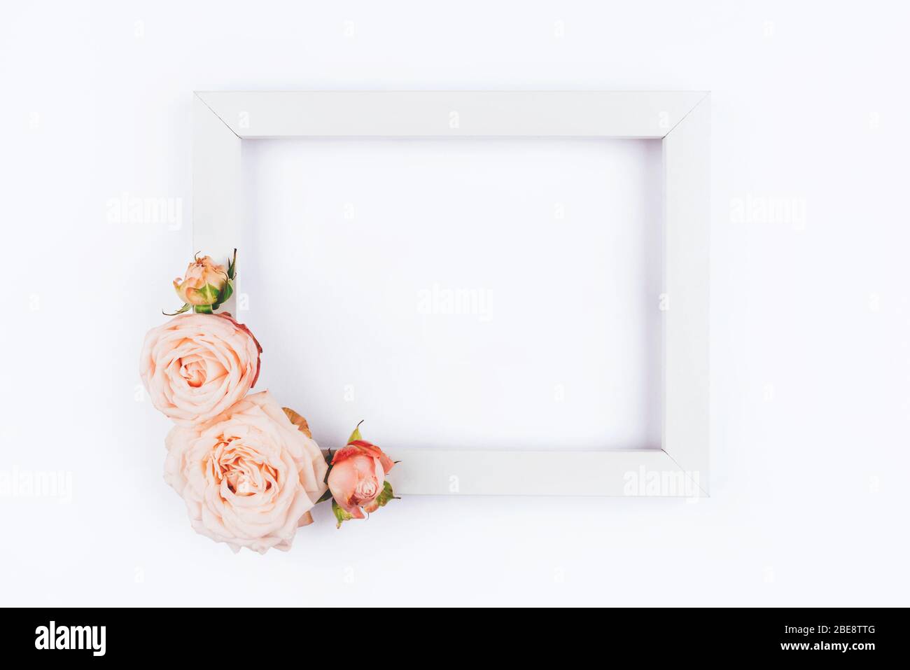 Spring background. Rose flowers on a white background Stock Photo - Alamy