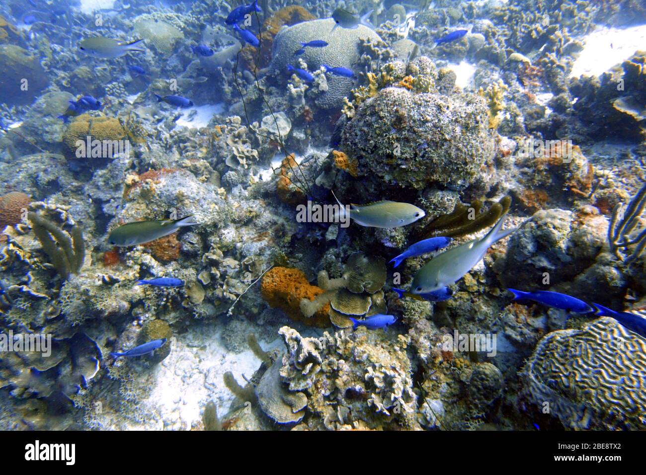 An underwater of Creole Wrasse, Clepticus parrae, is a colorful wrasse ...
