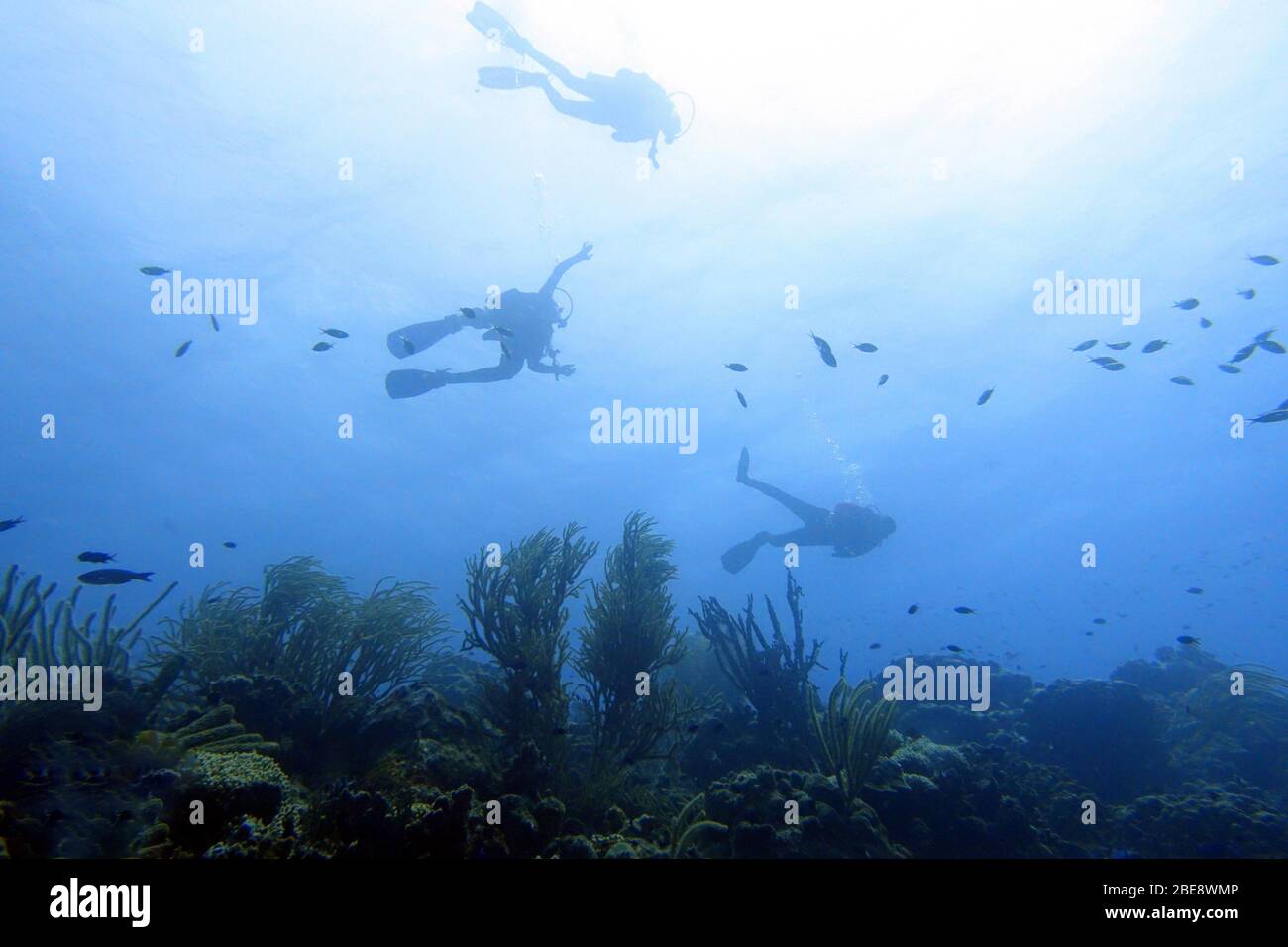 Scuba divers enjoying a relaxing dive in the ocean. Background and ...