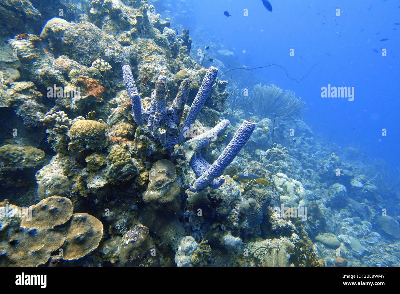An underwater photo of a Tublular Sponges or Callyspongia vaginalis ...