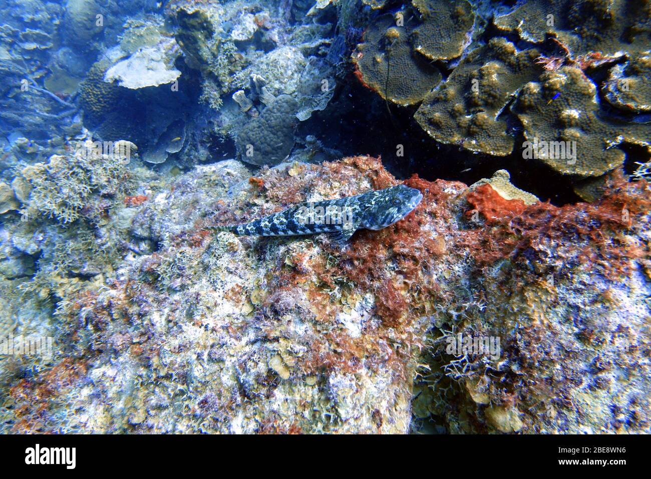 An underwater photo of a Lizardfish Stock Photo - Alamy
