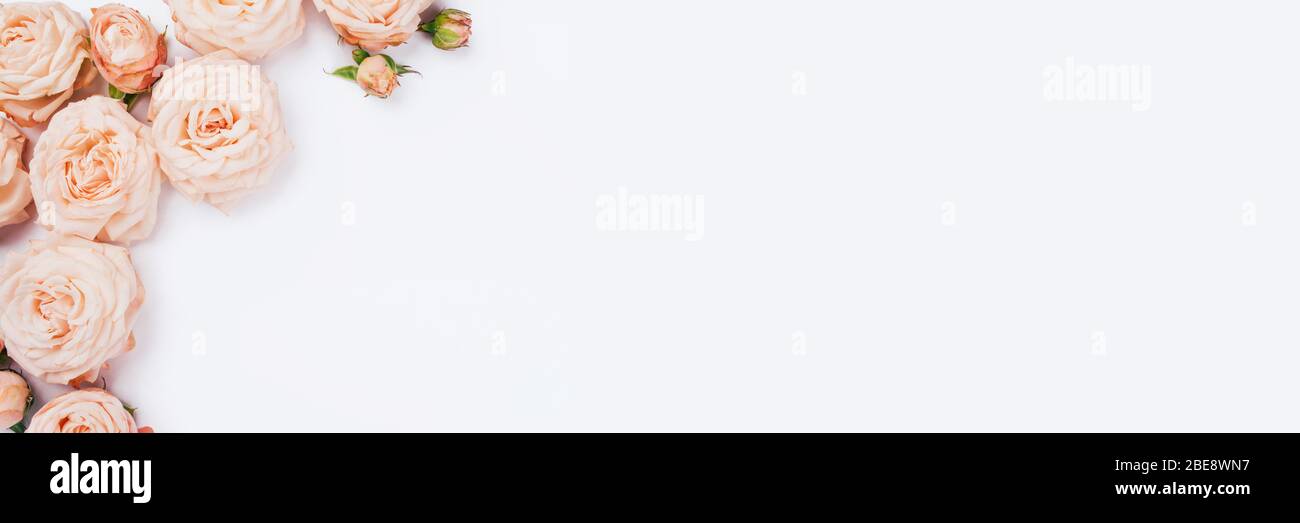 Spring background. Rose flowers on a white background Stock Photo - Alamy