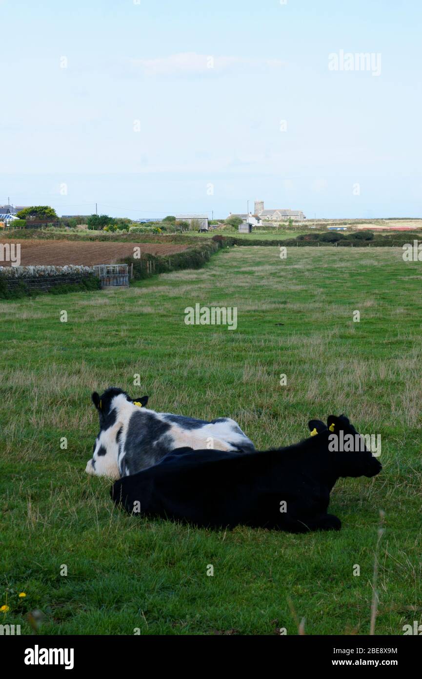 Fresian Cows relaxing in Field in North Cornwall Stock Photo - Alamy