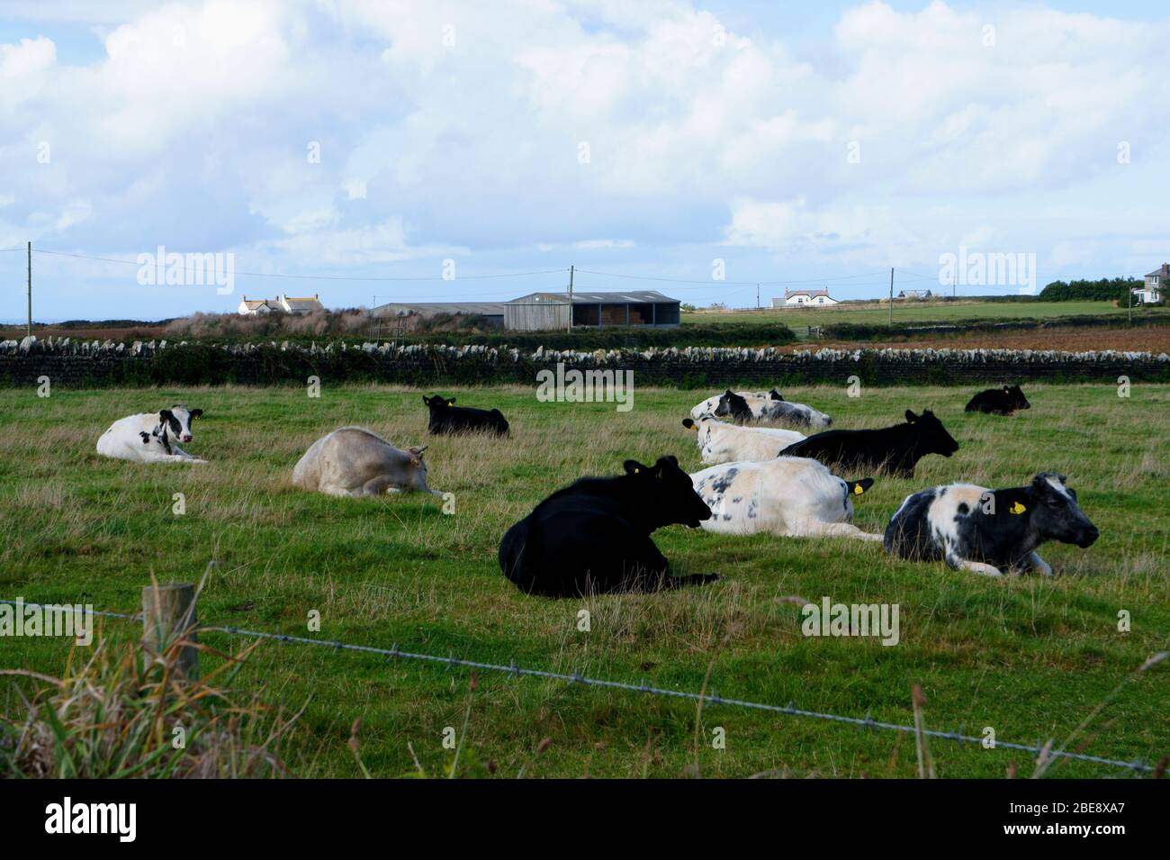 Fresian Cows relaxing in Field in North Cornwall Stock Photo - Alamy