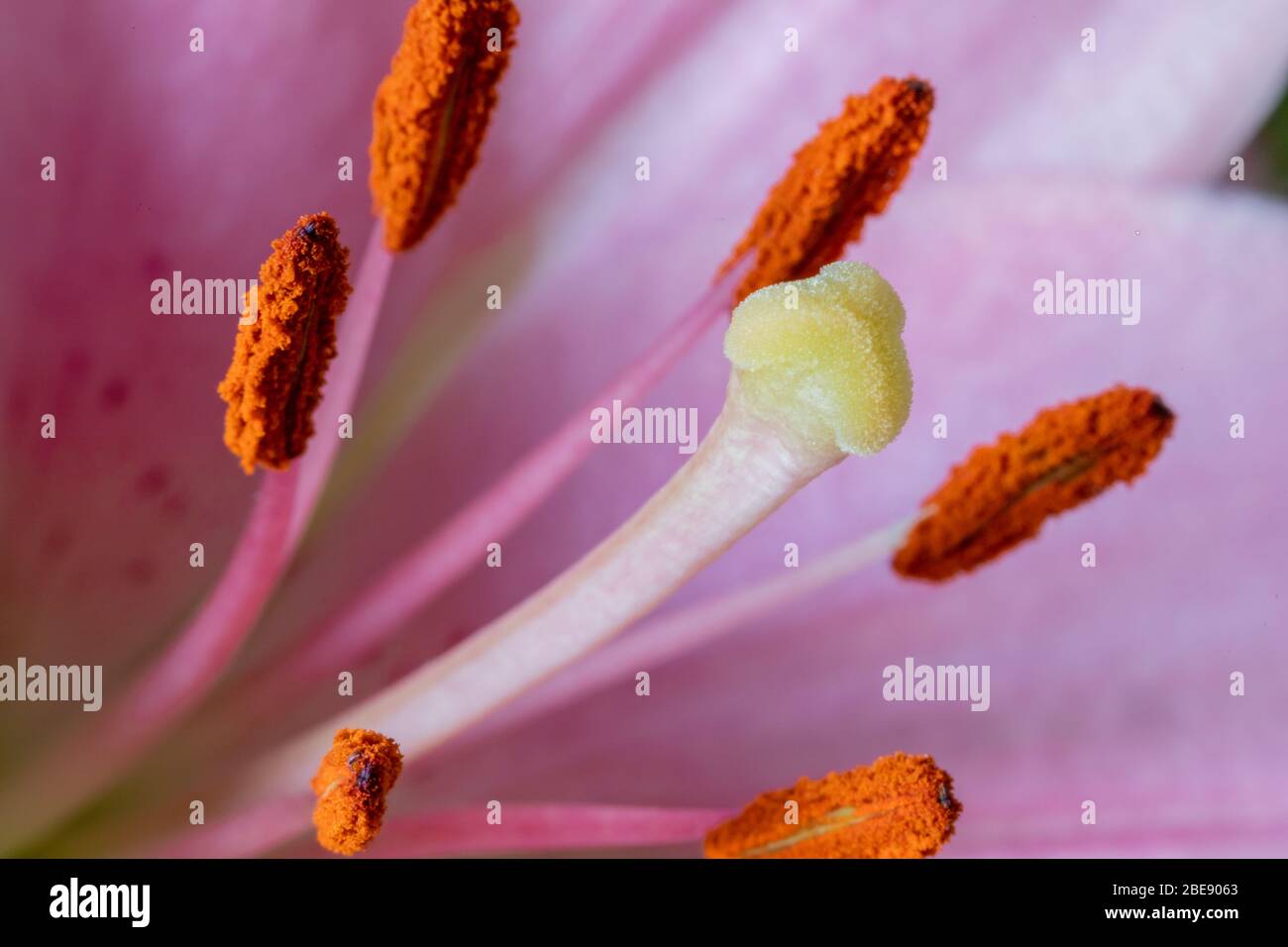 Close up of a pink lily (latin Lilium candidum) with a clear view on ...