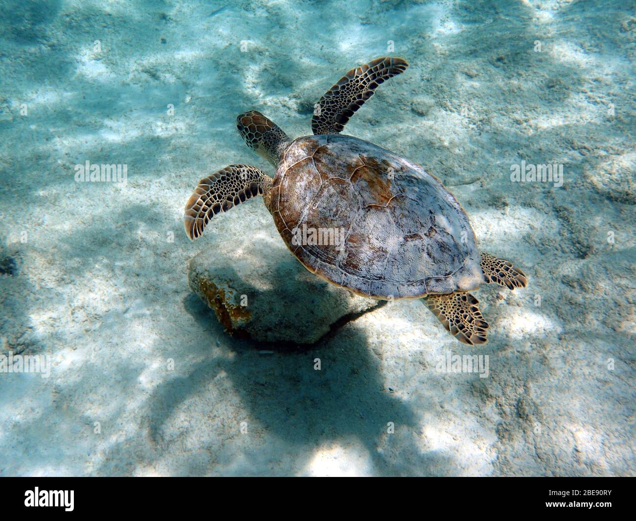 An underwater photo of a Sea Turtle. Sea turtles, sometimes called ...