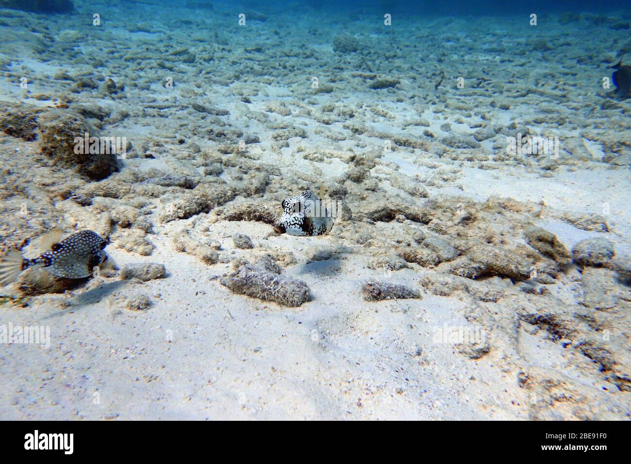 An underwater photo of a Lactophrys triqueter also known as the smooth ...