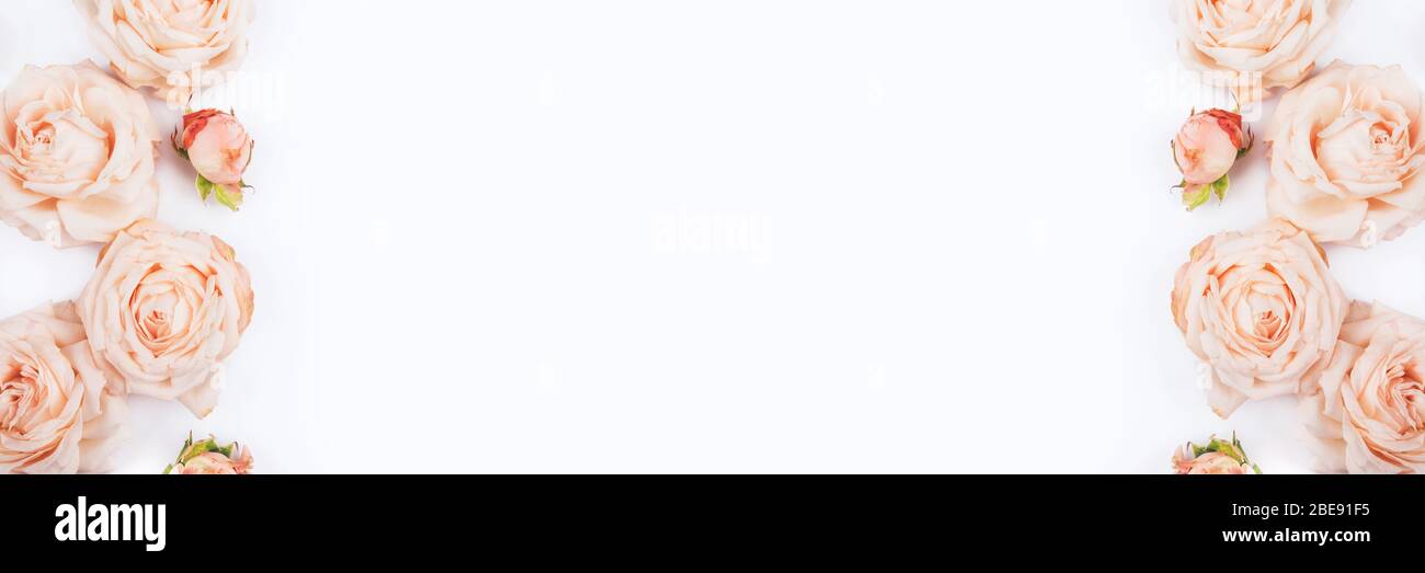 Spring background. Rose flowers on a white background Stock Photo - Alamy